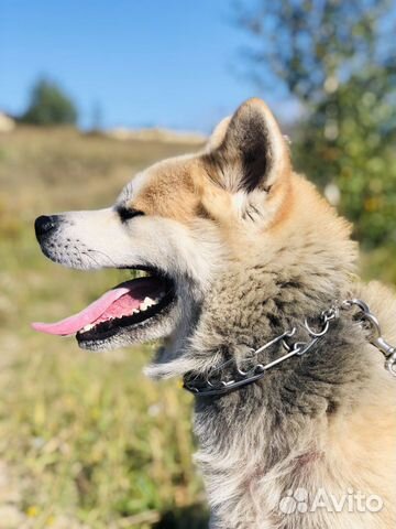 Акита-ину (кабель) 2 года