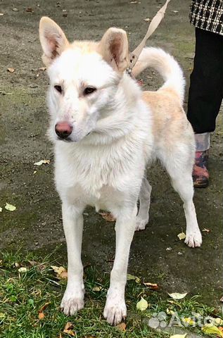 Собака ищет дом