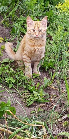 Пропал котик