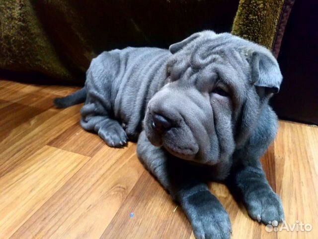 Плюшевые щеночки