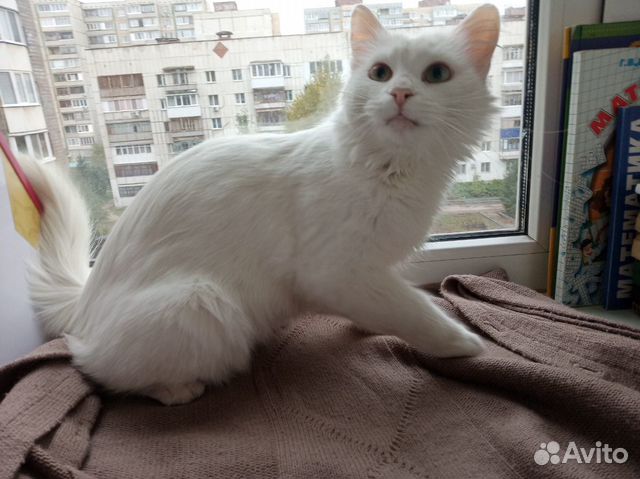 Белая кошечка в добрые руки