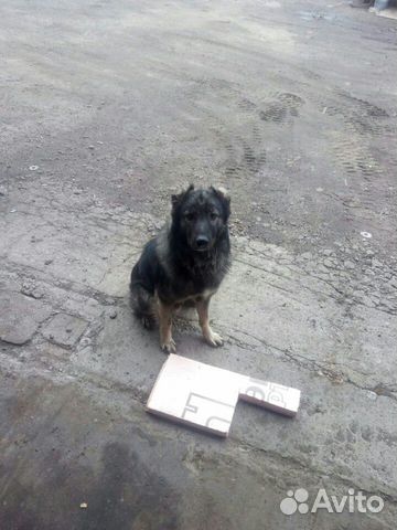 Тима, 1-15 года,50-60 см, метис кавказца