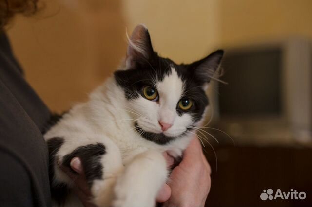 Кот - котенок с завитушками на ушках
