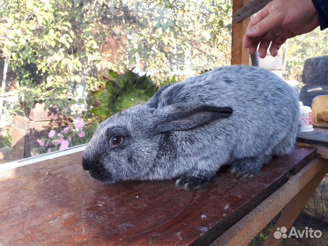 Советское серебро