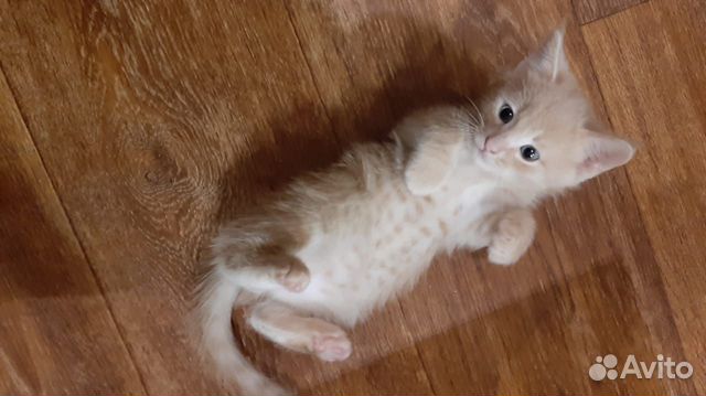 Отдам в добрые руки котенка рыжика