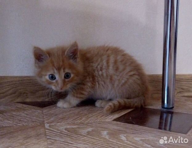 Отдам котенка,девочку