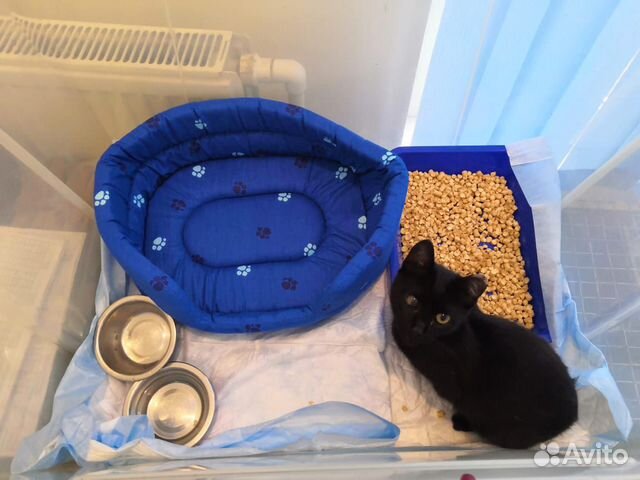 Черное Чудо