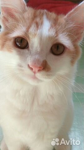 Котёнок 2-в-1 в ответственные руки