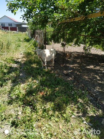 Продается Коза