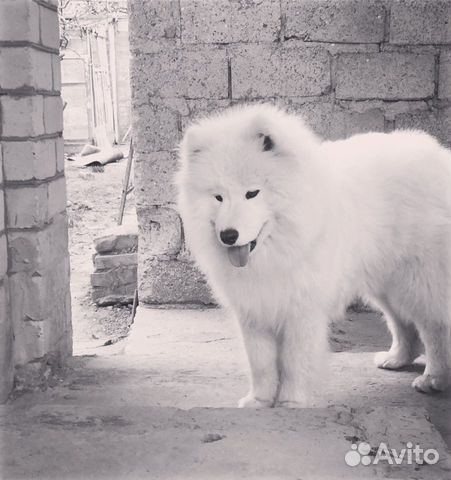 Шикарный самоед ищет невесту