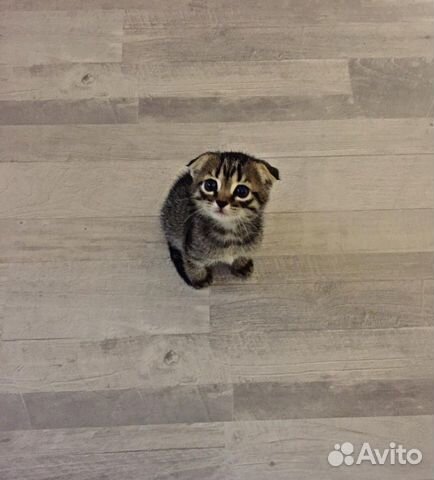 Продаётся шотланский вислоухий (полосатый) котёнок