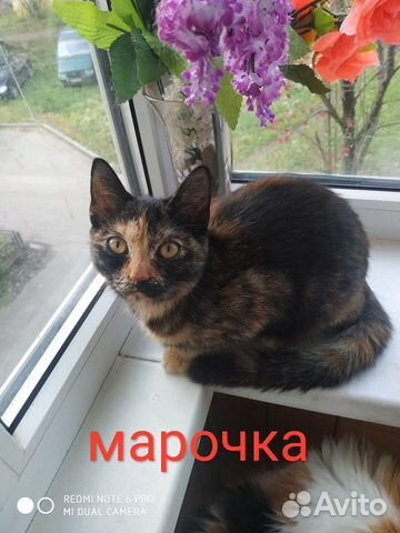 Богатку Маркизу в дар хорошим людям