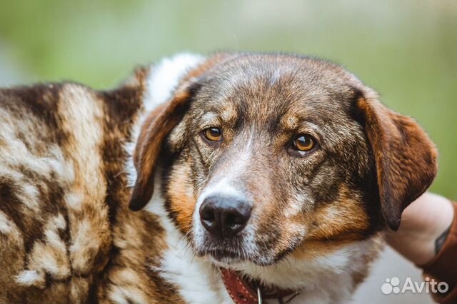 Добрый крупный пес Буран в добрые руки