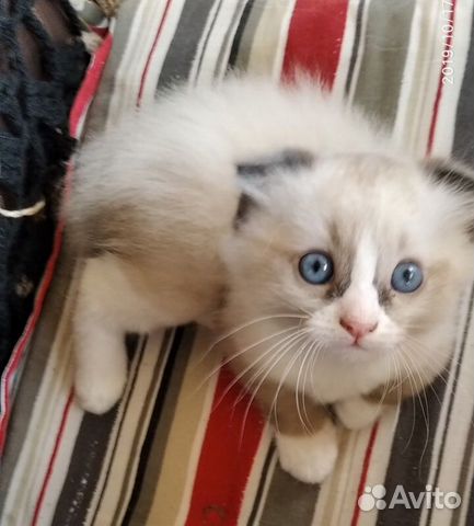 Котёнок метис