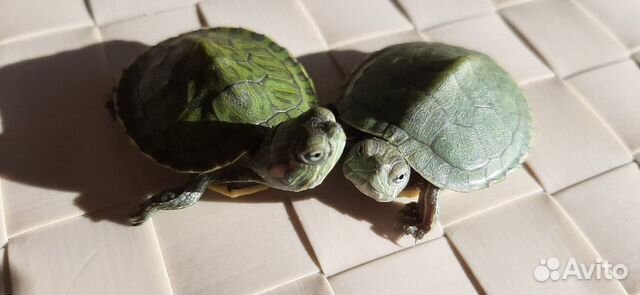 Красноухая черепаха