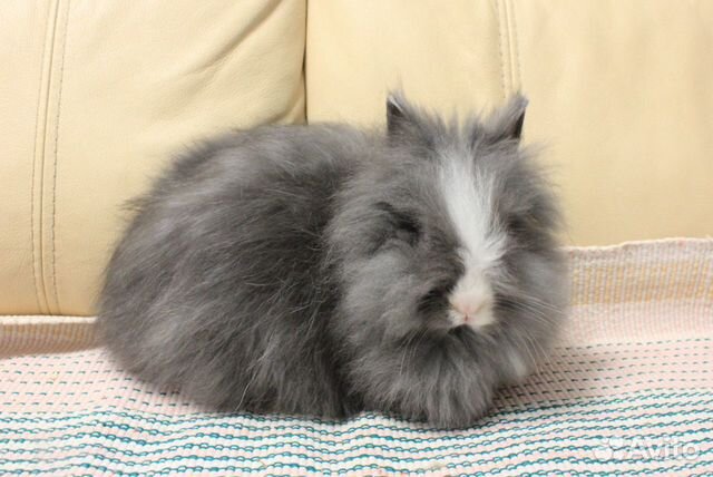 В добрые руки