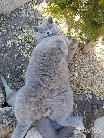 Потерялся кот,просьба нашедшего вернуть.Вознагражд