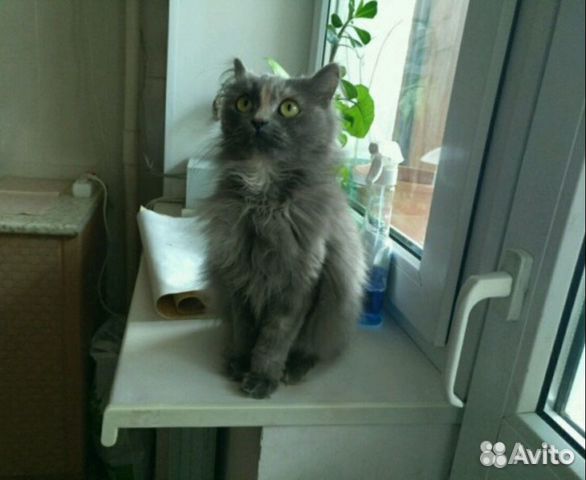 Кошечка в добрые руки