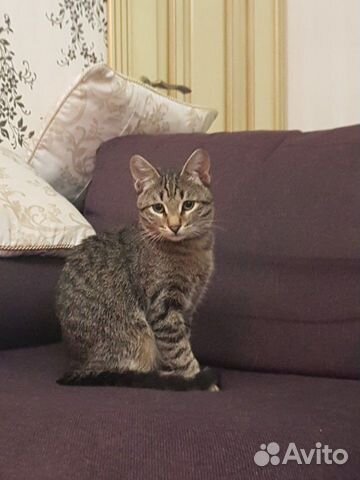 Мега крутой котик