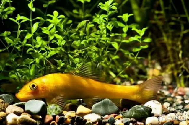 Сомик Рыбки гиринохейлус золотой обмен