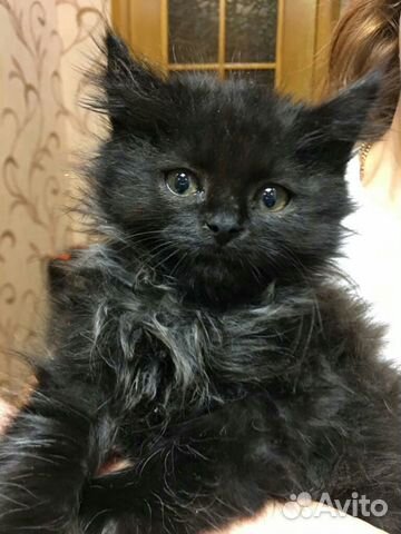 Котята ищут дом или передержку