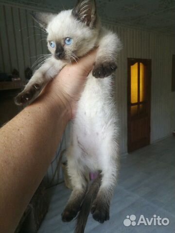 Котенок