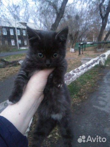 Котенок - девчонка