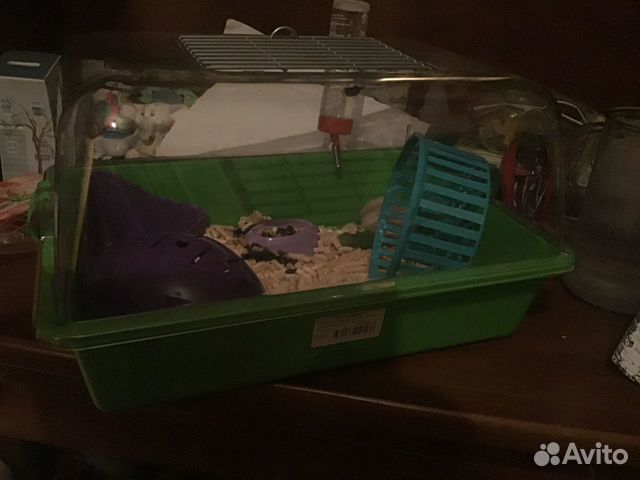 Белая крыса