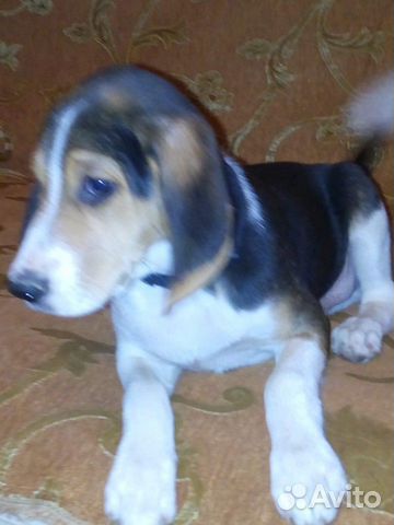 Выжлец Эстонской гончей