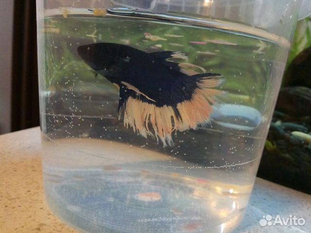 Продам петушка