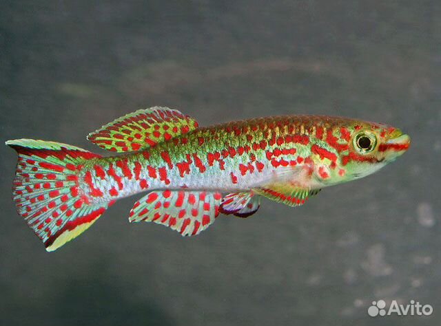 Продам двух афиосемионов гарднера