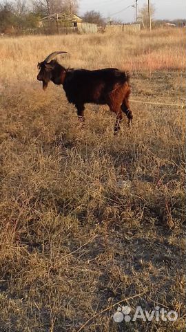 Племенной козёл