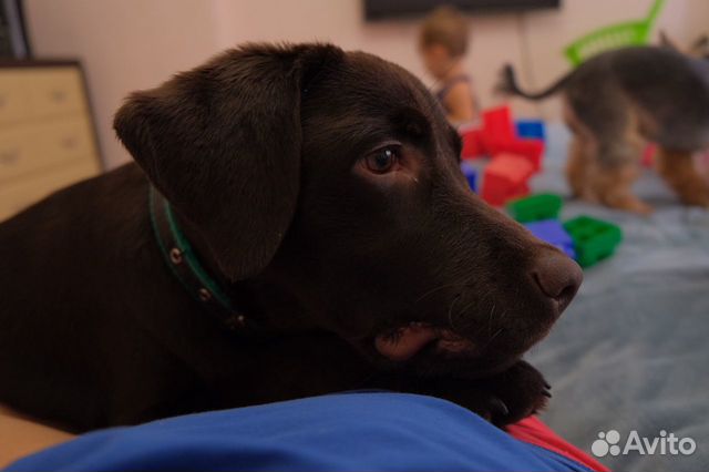 Шоколадный лабрадор