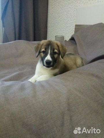 Девочка в добрые руки