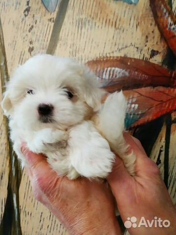 Мальтийская болонка. Белоснежная роскошь Мальтезе