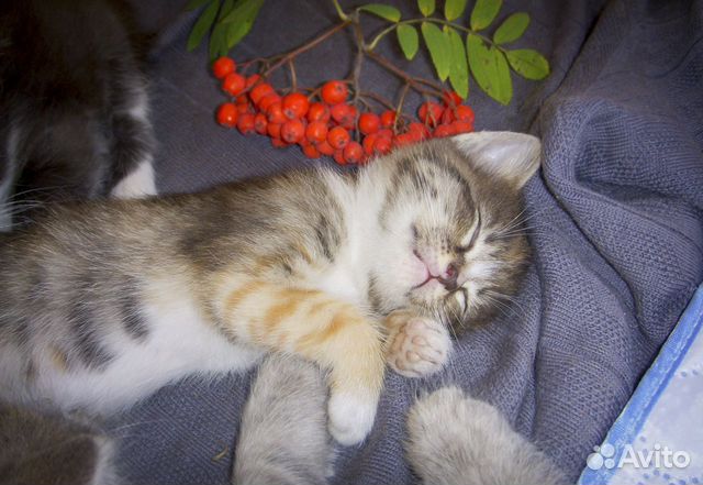 Котята ищут любящих хозяев