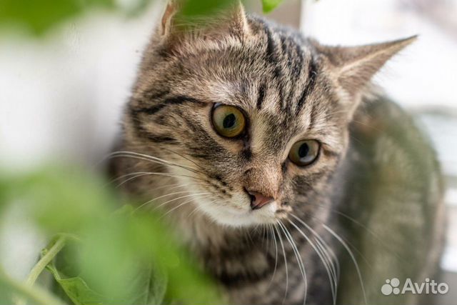 Кошечка Алиса 4 месяца