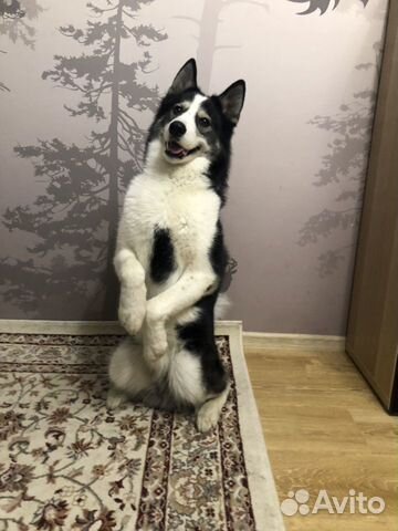Вязка