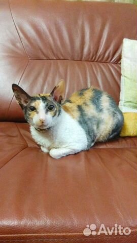 Кошка без когтей
