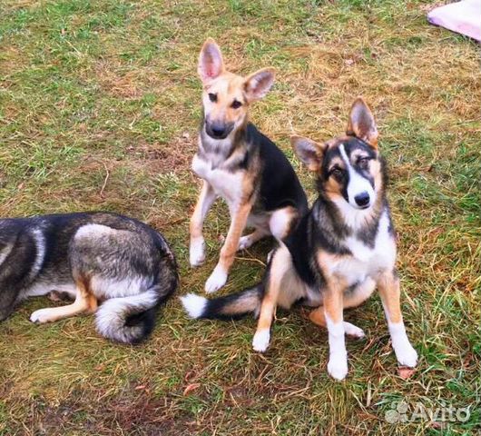 Щенок Барни