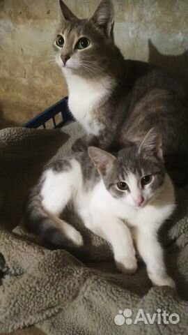 В добрые руки бездомная малышня