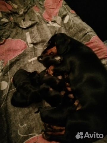 Крошки клубные щенки мальчика и 3 девочки таксята