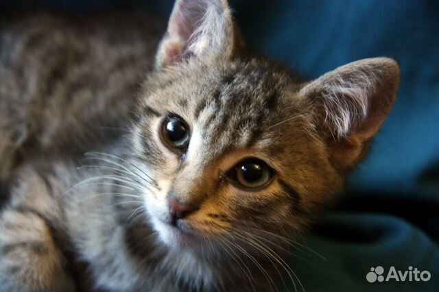 Котёнок ищет новую семью