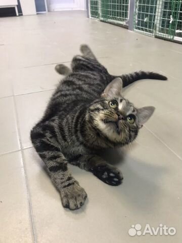 Полосатый серый котёнок