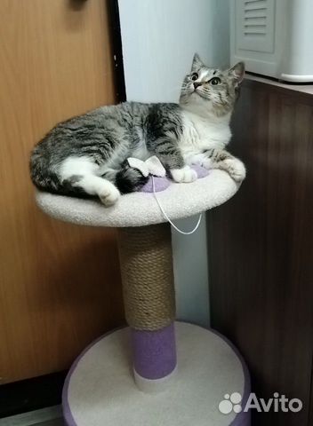 Молодая кошечка Милка в поисках хозяина