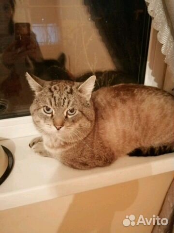 Брутальный кот Саймон желает обрести дом