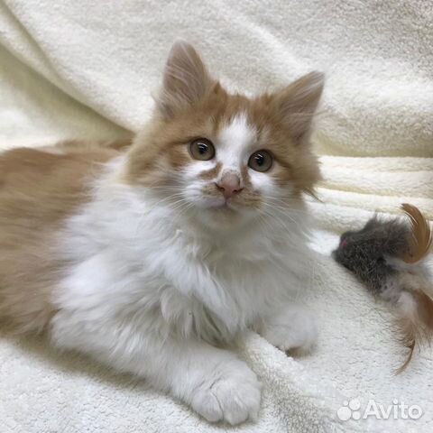 Пушок, котёнок, 4 месяца