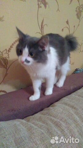 Котенок в добрые руки