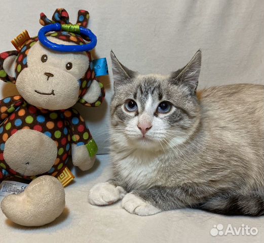 Мальчик Лавруша ищет дом