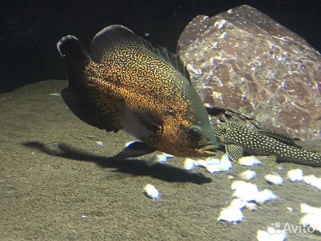 Астронотус